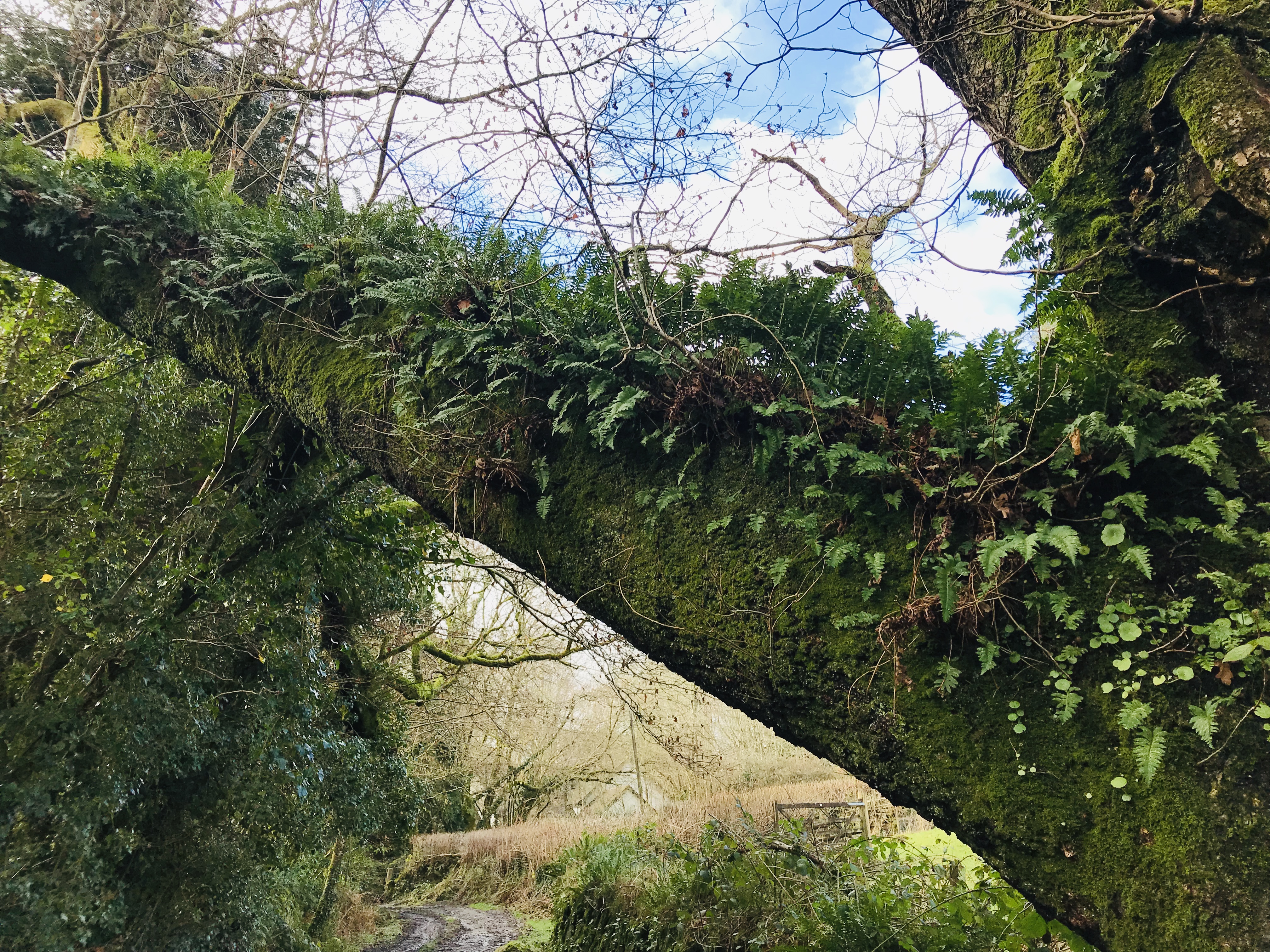 What is a temperate rainforest? – Lost Rainforests of Britain