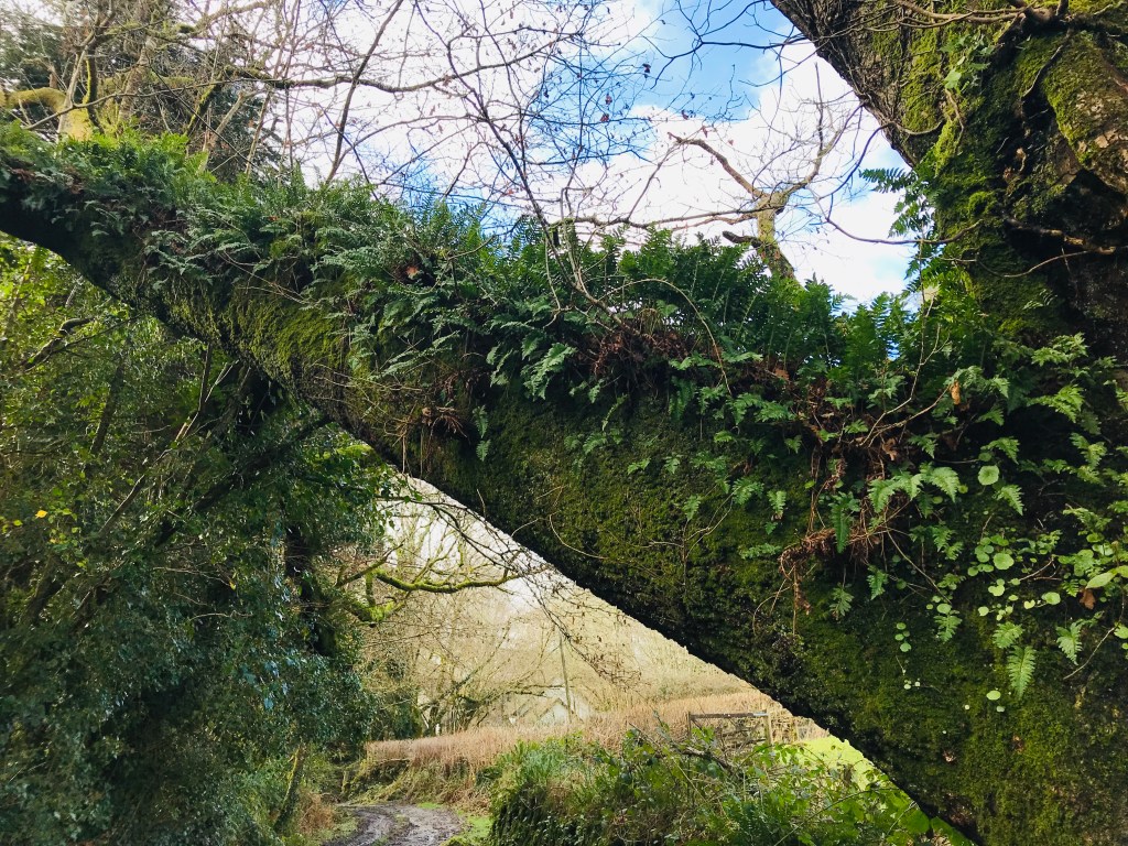 What is a temperate rainforest? – Lost Rainforests of Britain