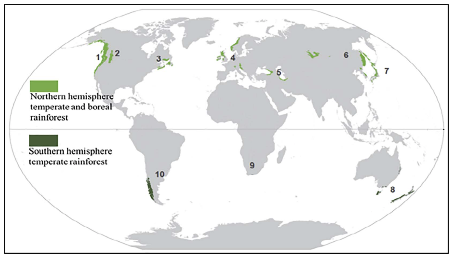 What is a temperate rainforest? – Lost Rainforests of Britain