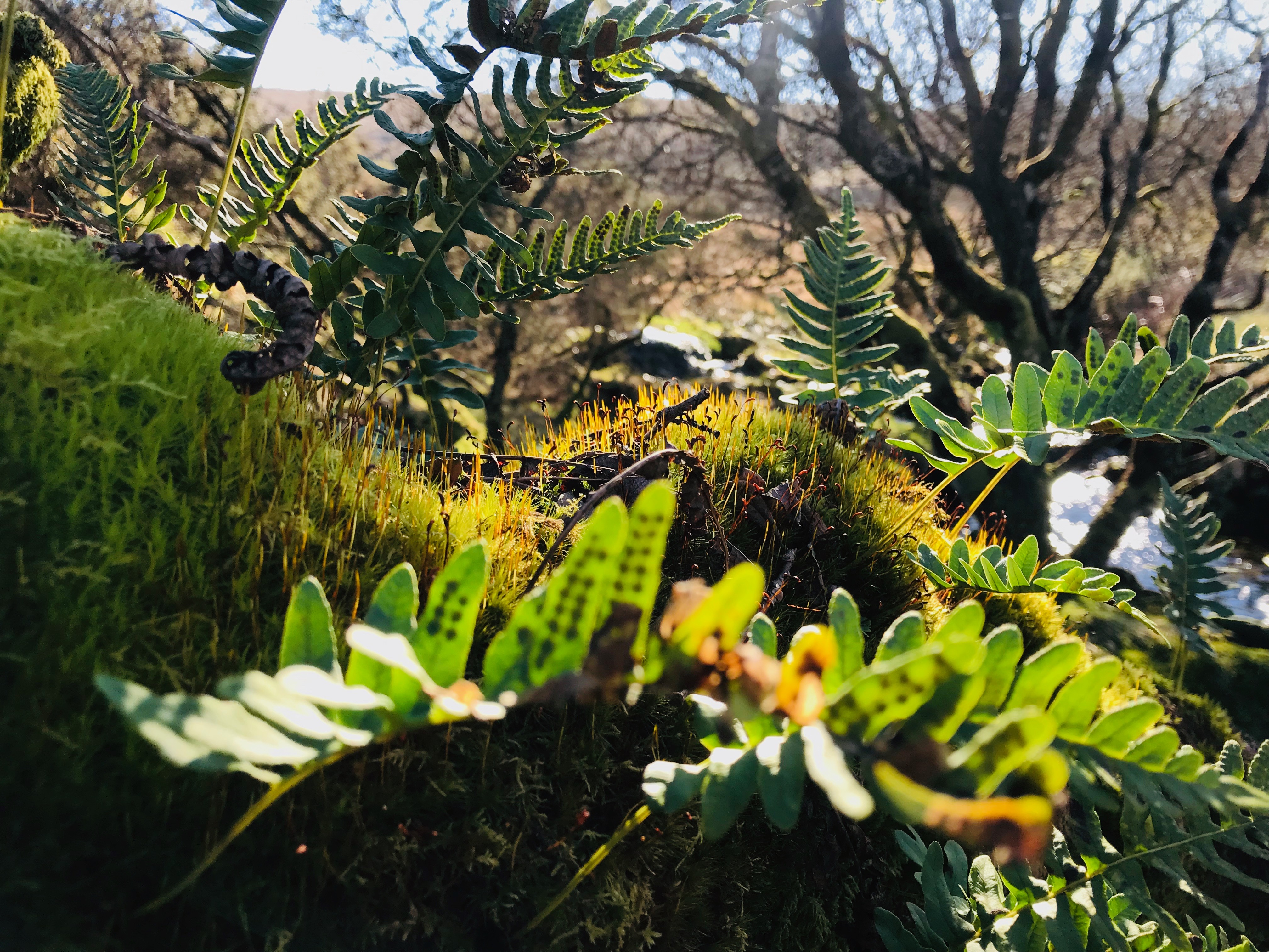 What is a temperate rainforest? – Lost Rainforests of Britain