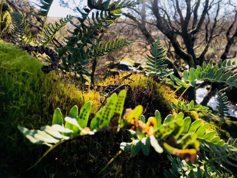 What is a temperate rainforest? – Lost Rainforests of Britain