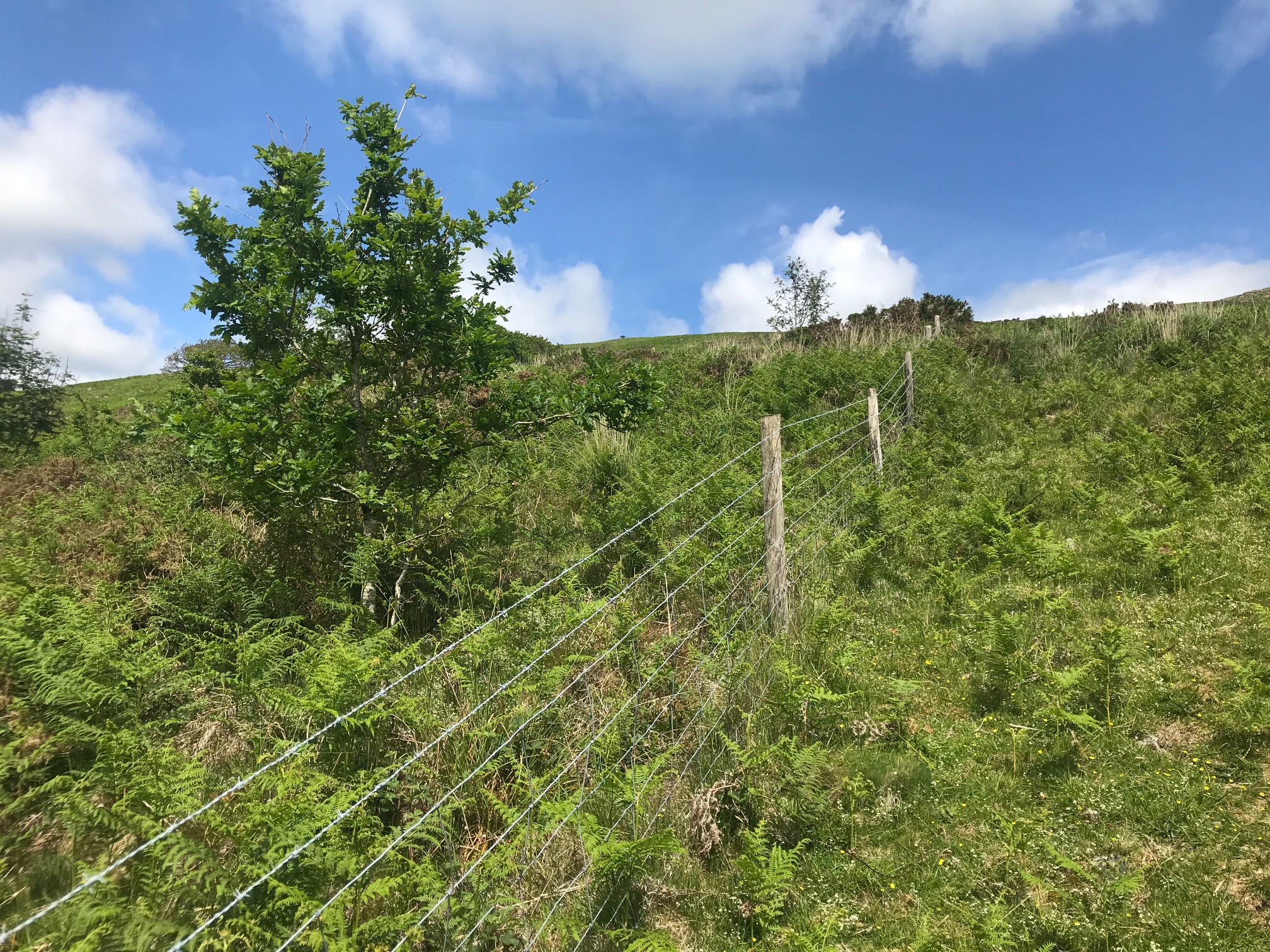 The case for allowing Wistman’s Wood to regenerate and spread – Lost ...