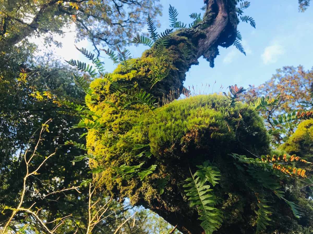 Sign our petition to protect and restore Britain’s lost rainforests ...