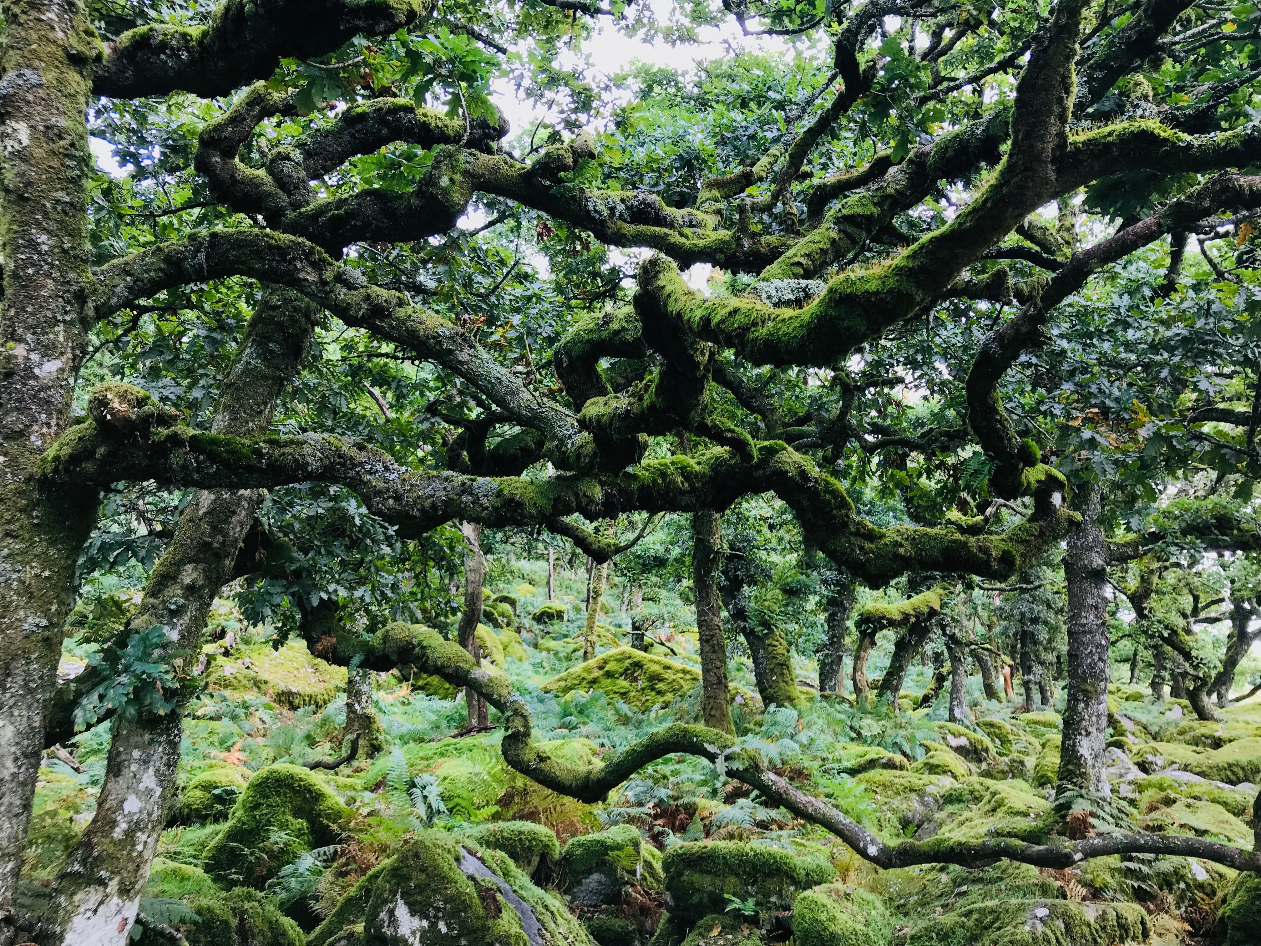 Lost Rainforests of Britain campaign calls on public to map Britain’s ...