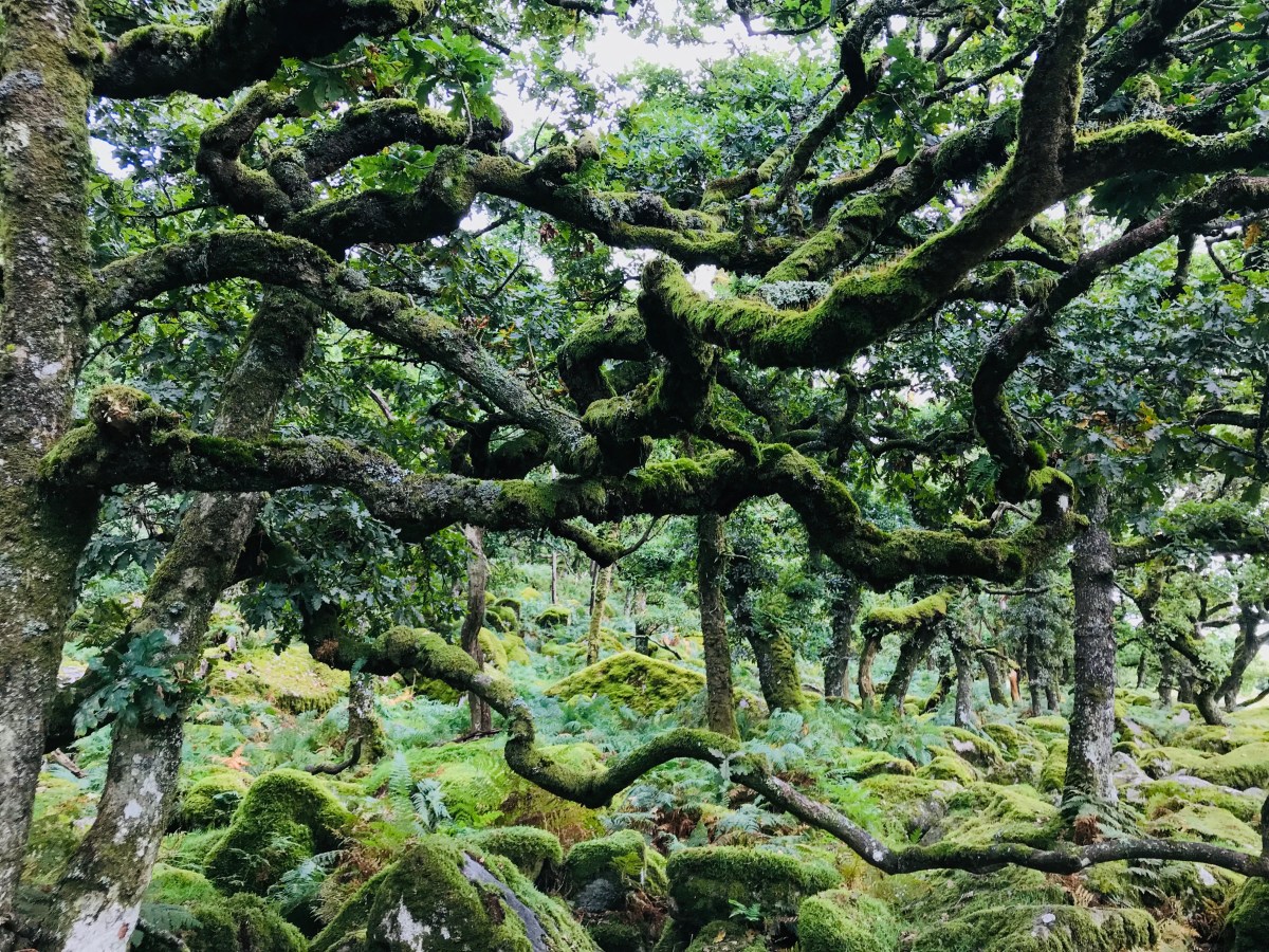 Lost Rainforests of Britain campaign calls on public to map Britain’s ...
