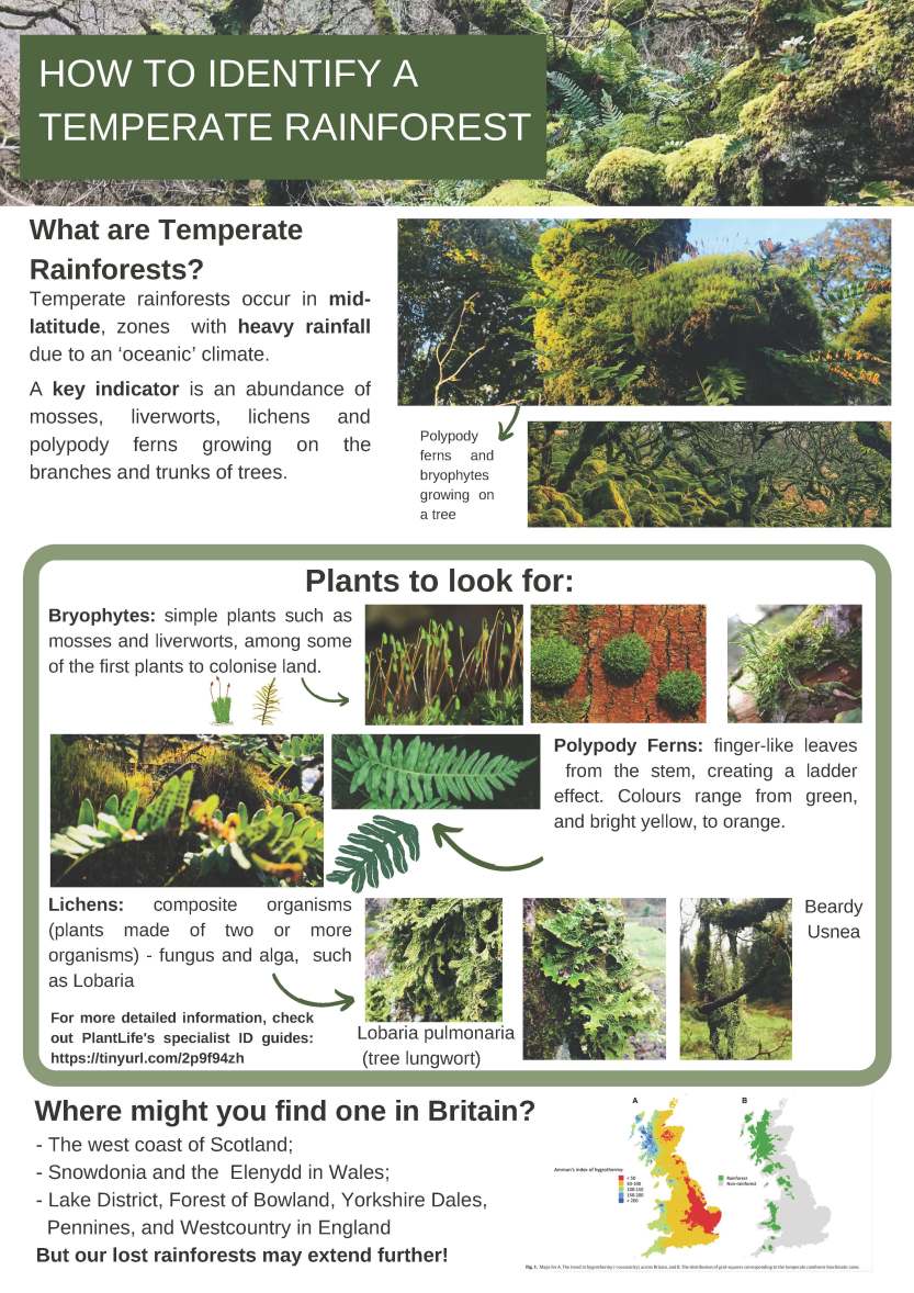 Resources for identifying temperate rainforests – Lost Rainforests of ...