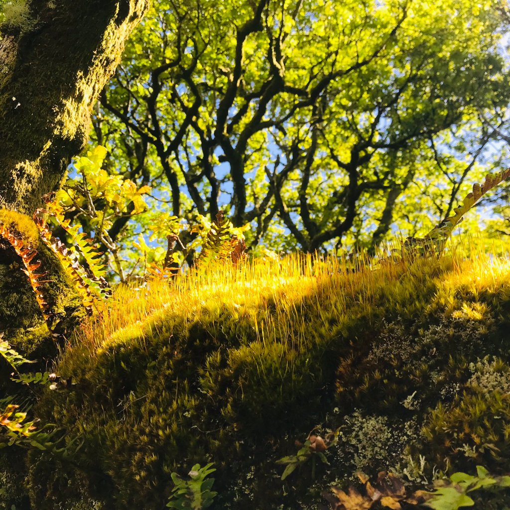 Lost Rainforests of Britain