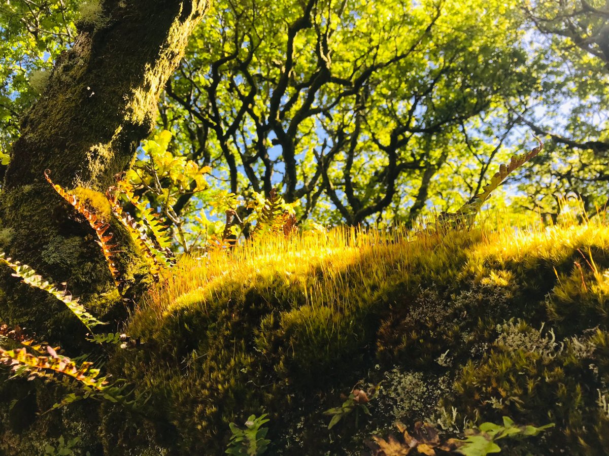 Temperate Rainforest Restoration Case Studies – Lost Rainforests of Britain