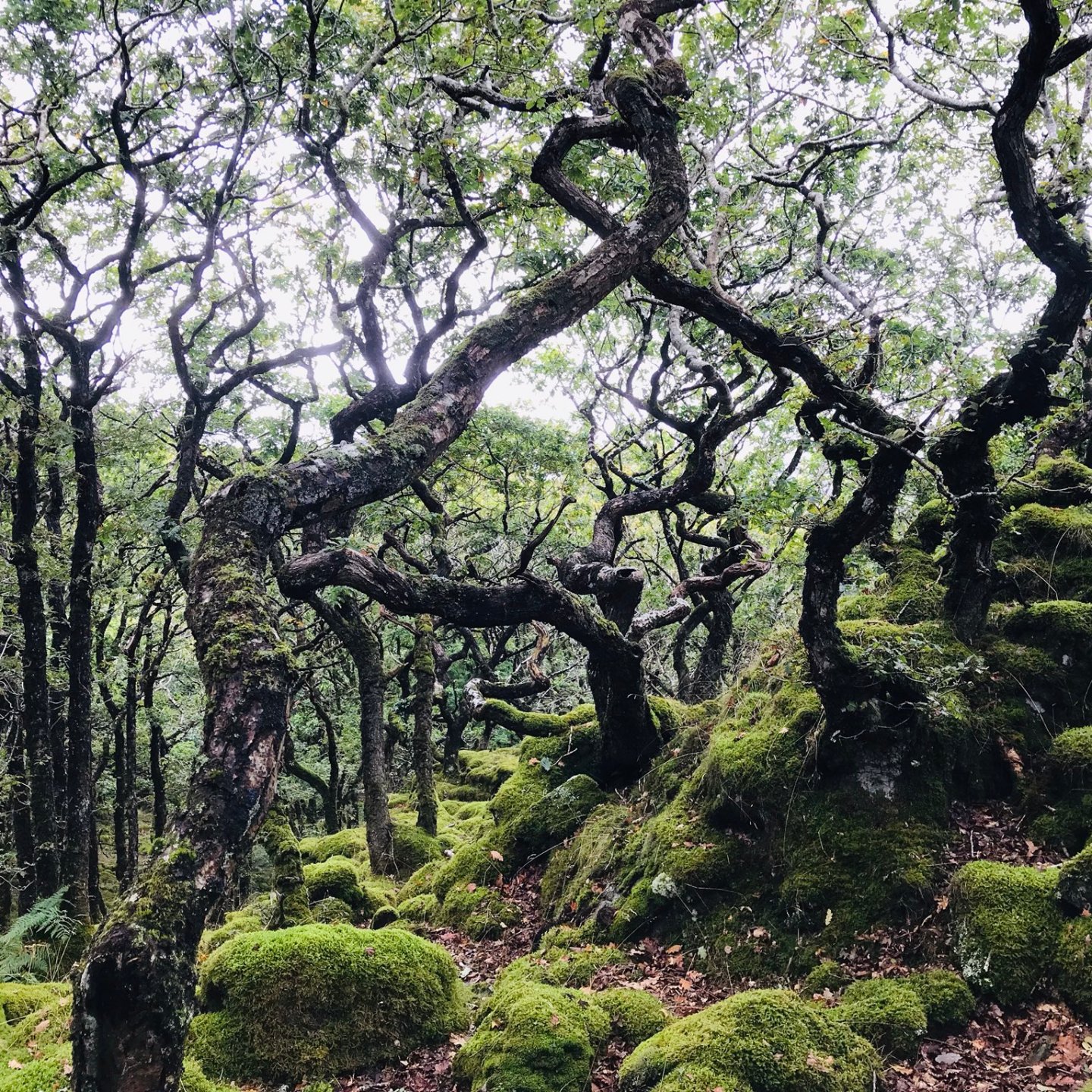 Lost Rainforests of Britain
