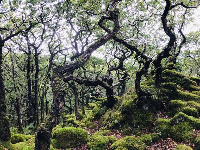 New maps reveal Britain’s lost rainforests – Lost Rainforests of Britain