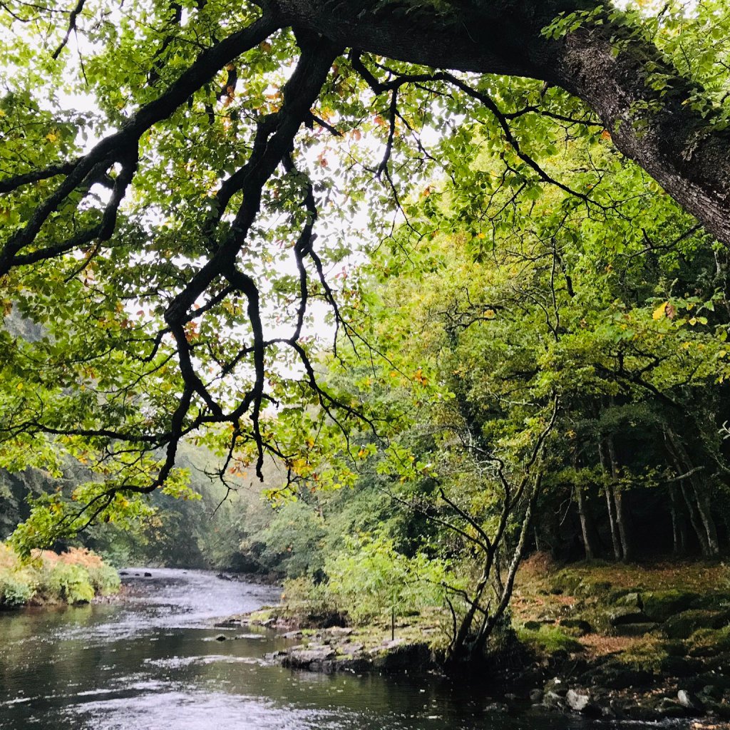 Lost Rainforests of Britain