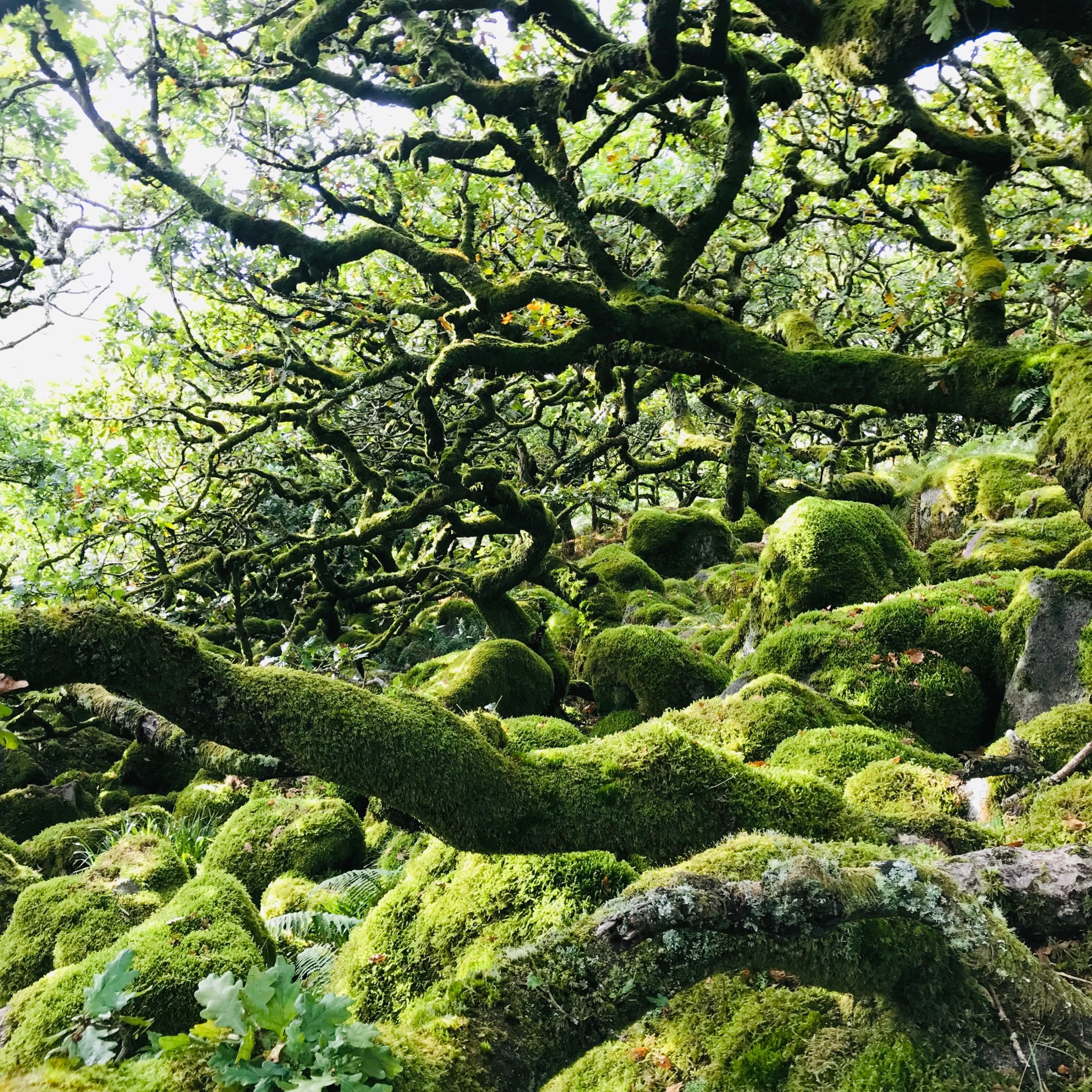 Lost Rainforests of Britain