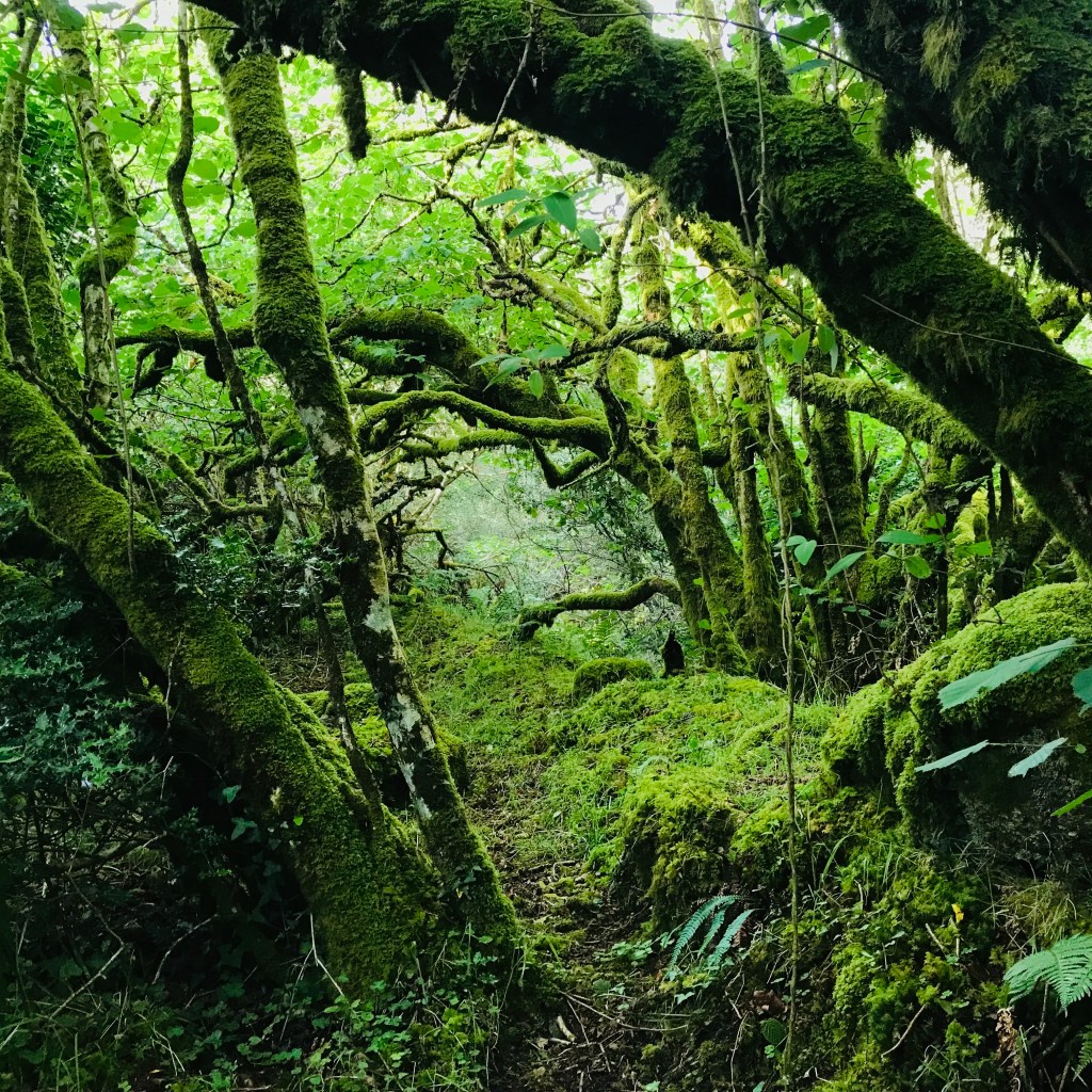 Lost Rainforests of Britain