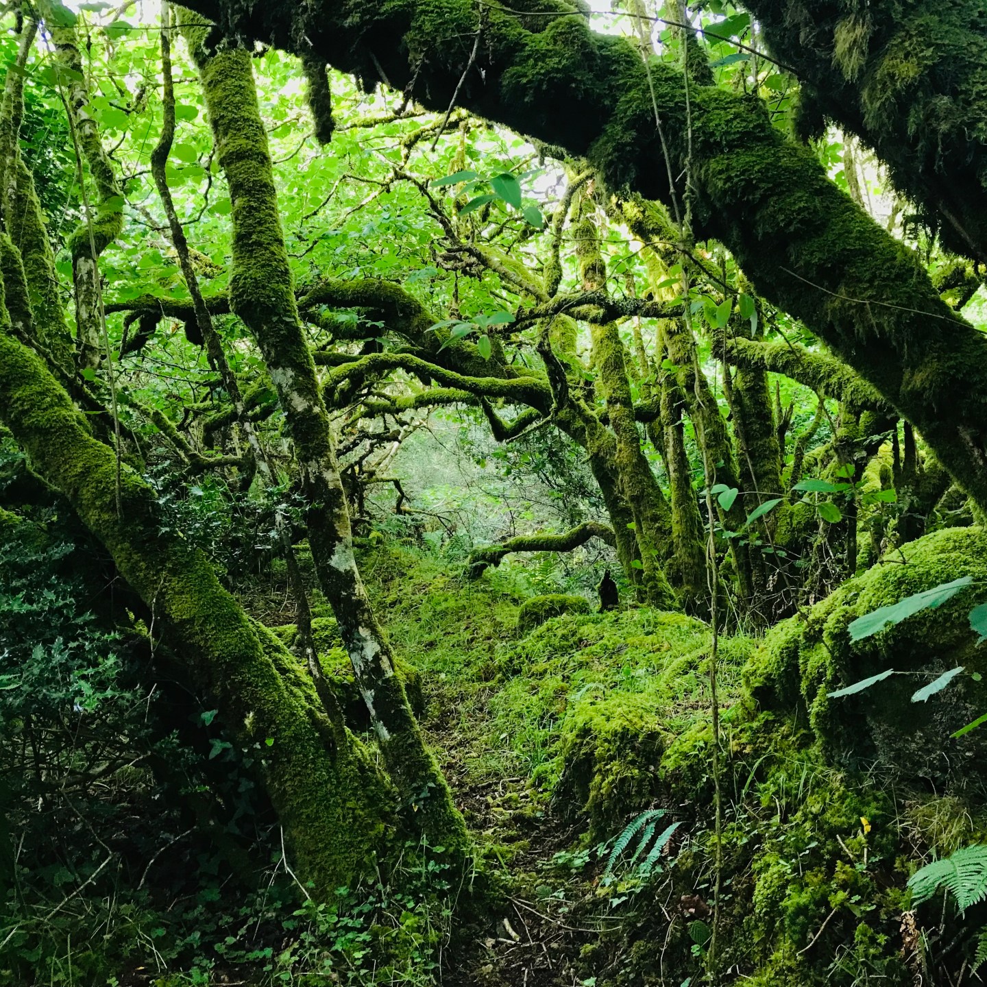 Lost Rainforests of Britain